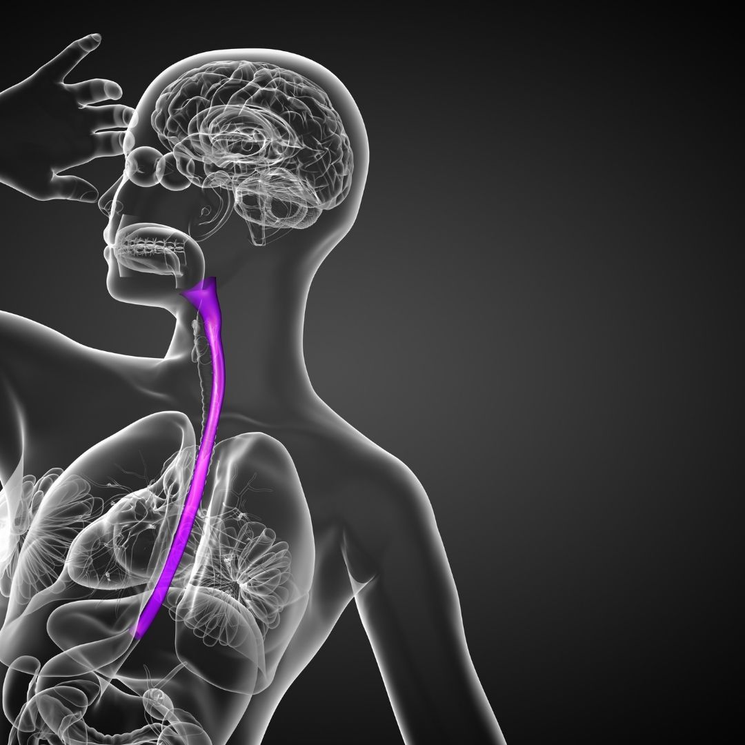Nutrición y esófago